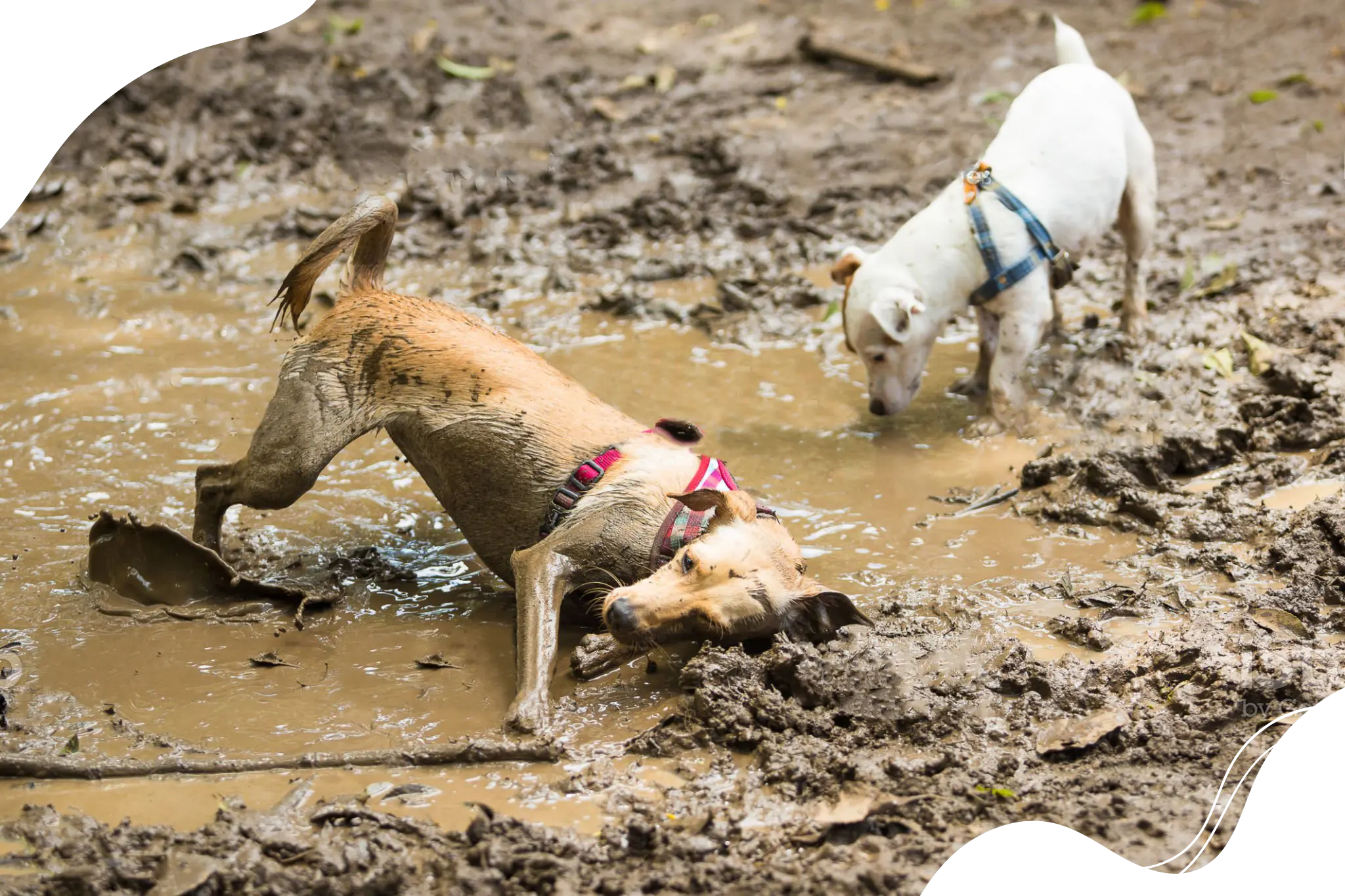 What Zen is your Doggo? - ZenDogzz