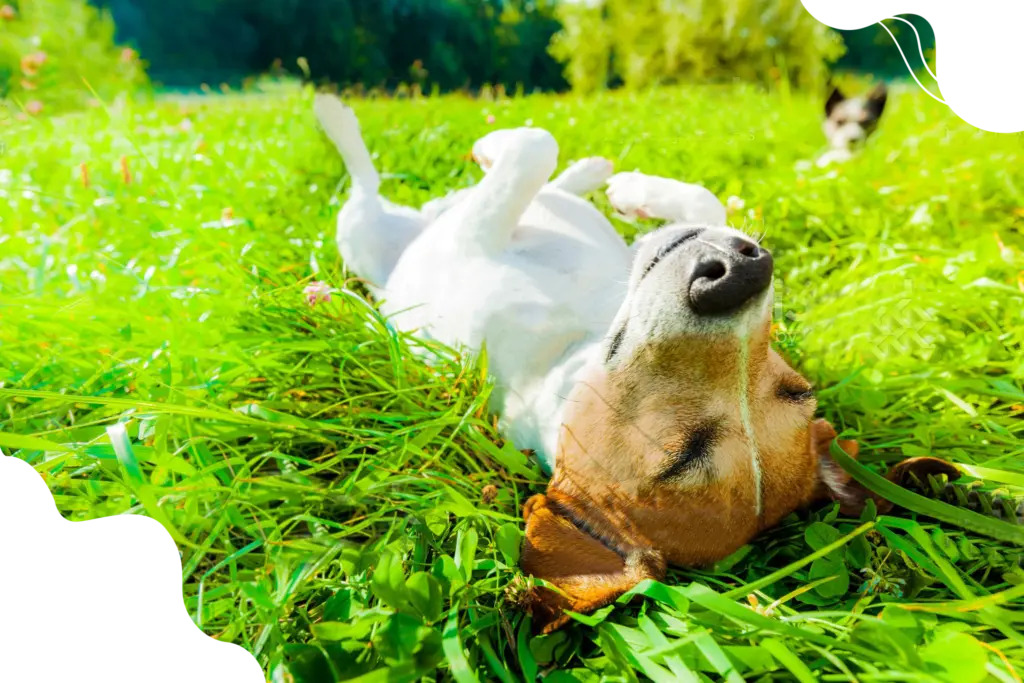 What Zen is your Doggo? - ZenDogzz