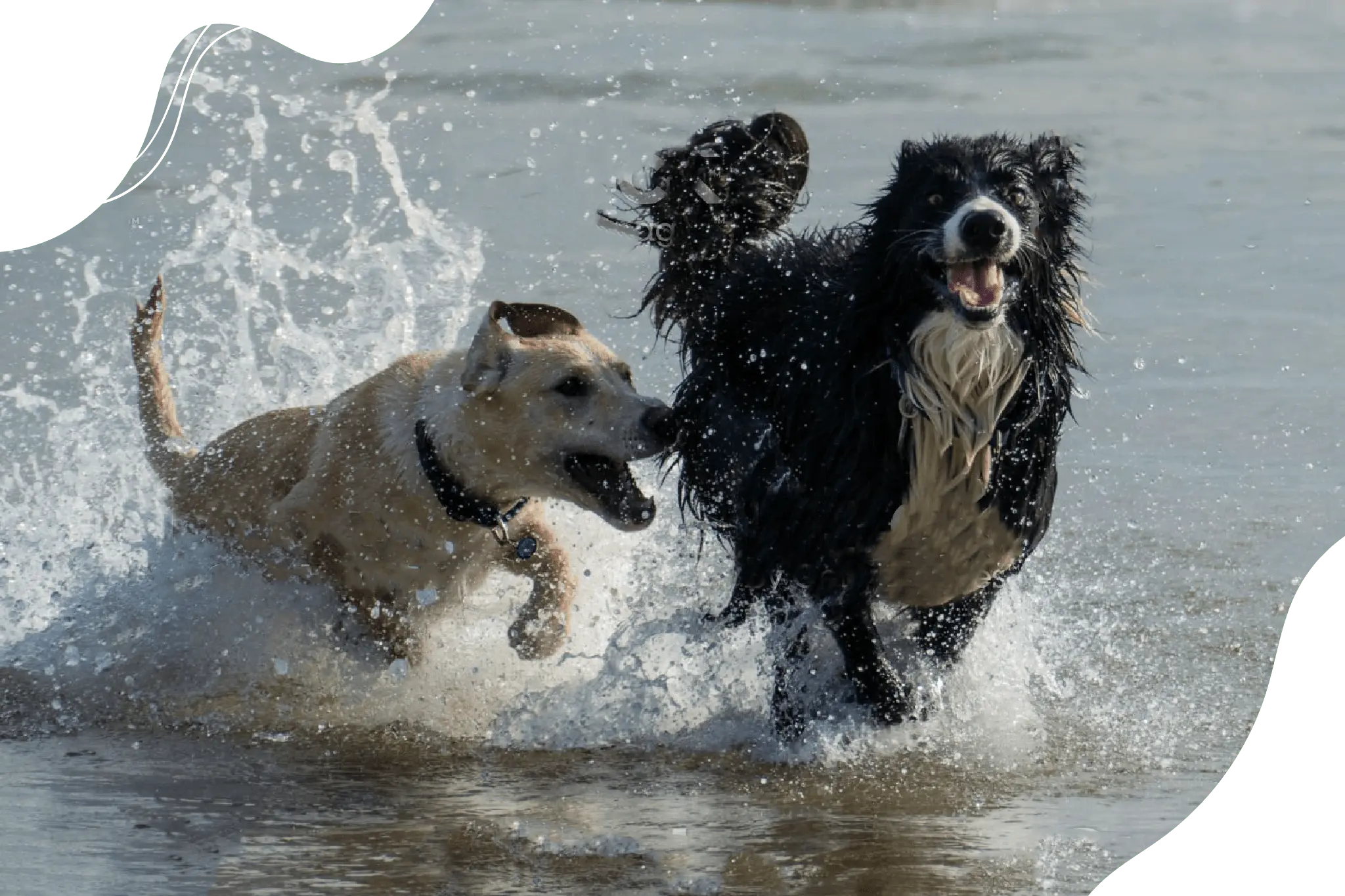 What Zen is your Doggo? - ZenDogzz