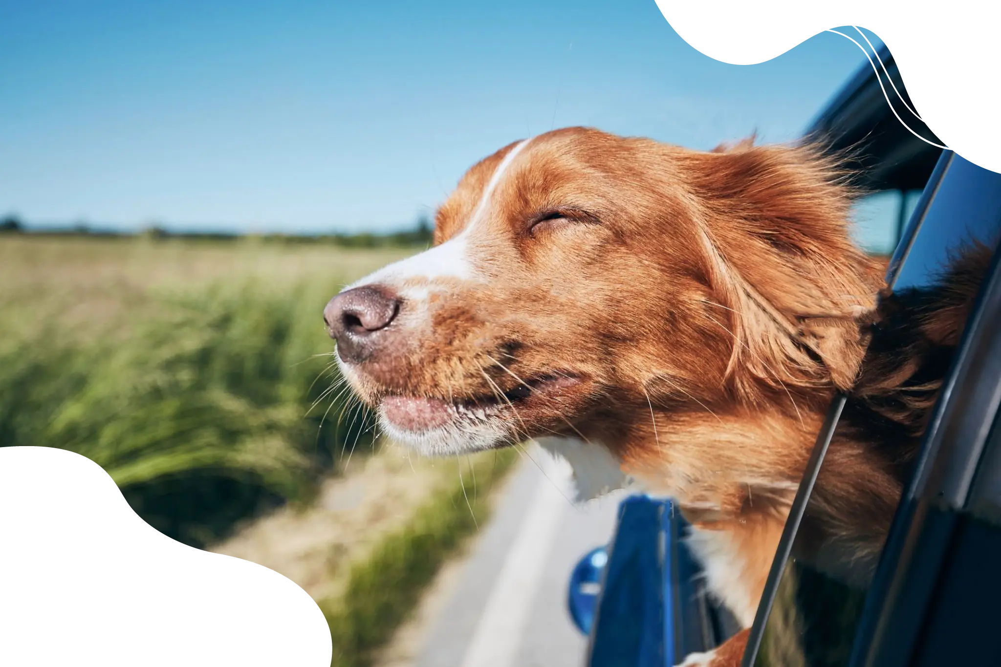 What Zen is your Doggo? - ZenDogzz